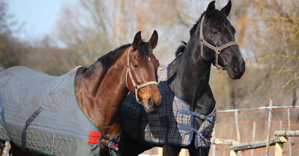 Master the art of horse rug drying